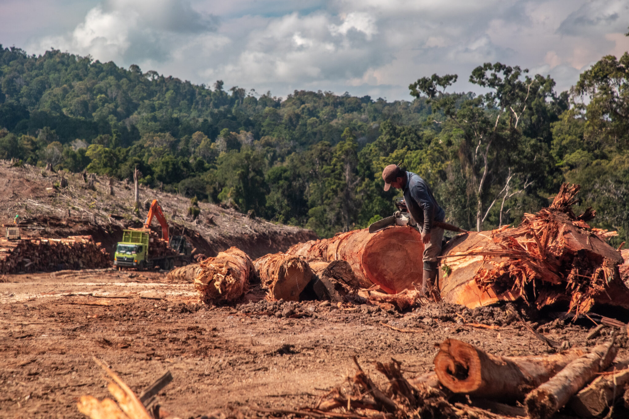 Hutan Indonesia di Tengah Ambisi Biomassa Jepang dan Korsel